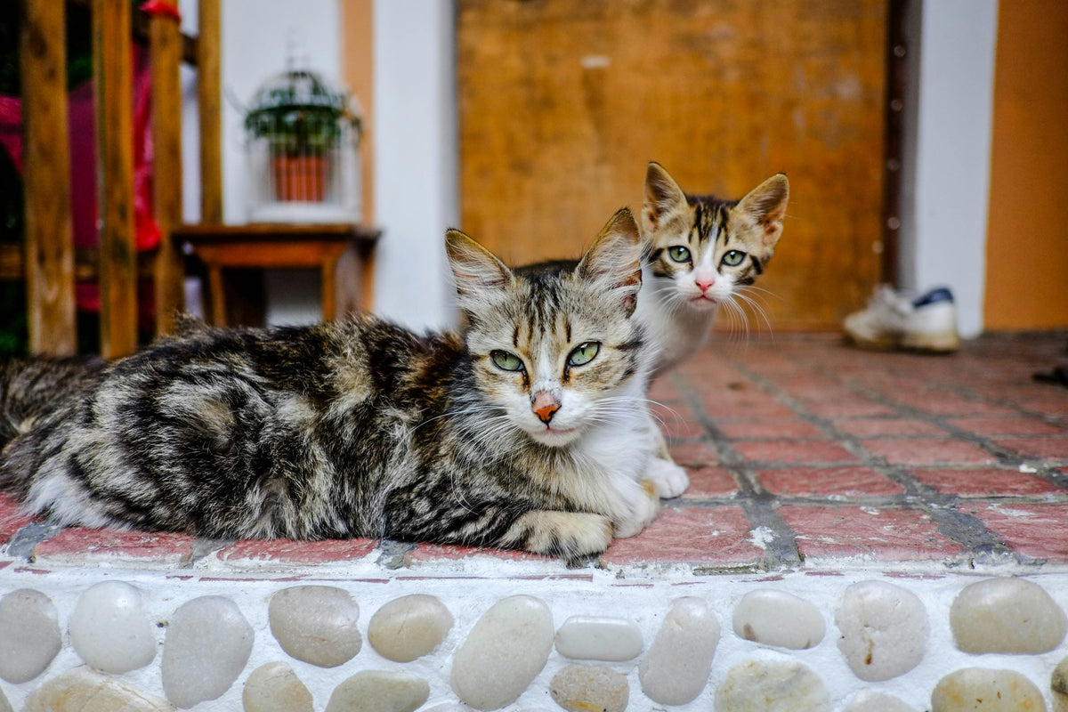 How To Protect Your Outdoor Cat From Predators – undercoverpethouses