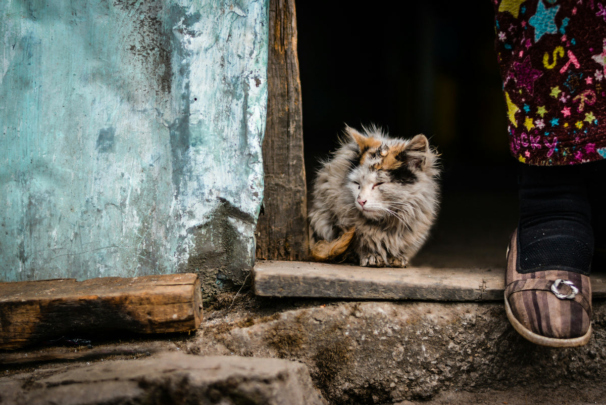 Feeding Feral Cats: Everything You Need To Know – undercoverpethouses
