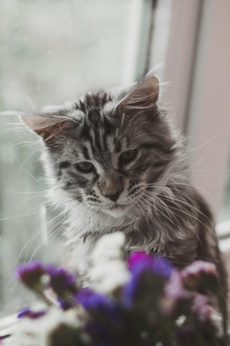 Decoding How Cats Use Their Whiskers – undercoverpethouses